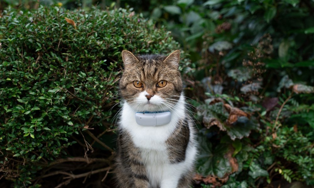 Meilleur collier GPS chat : guide d'achat complet de 2025 Meilleur collier GPS chat : guide d'achat complet de 2025